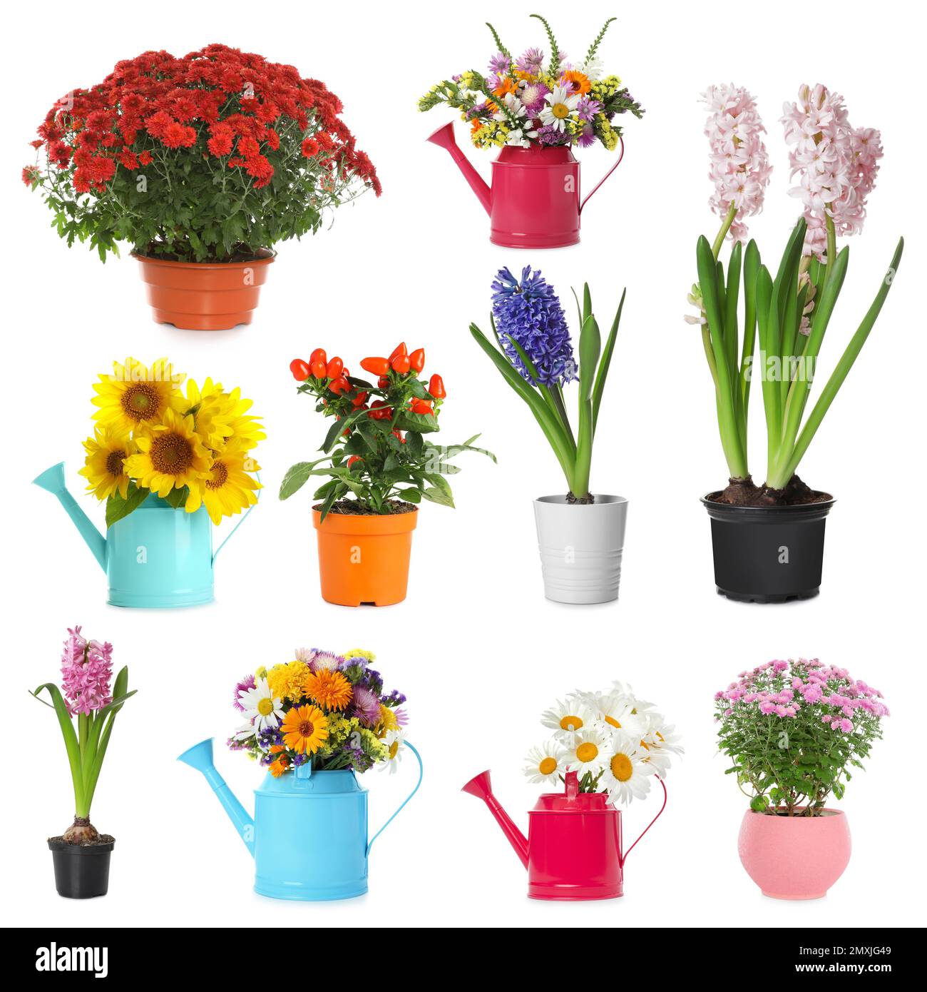 Set of different blooming plants in flower pots on white background ...