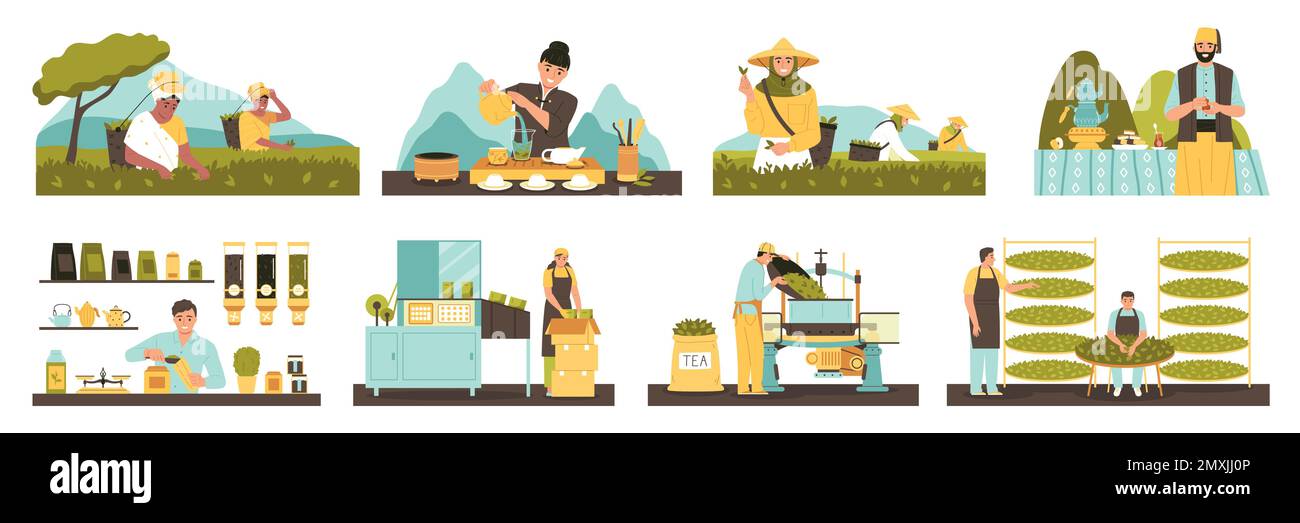 Tea production flat icons set with harvesting rolling and packaging ...