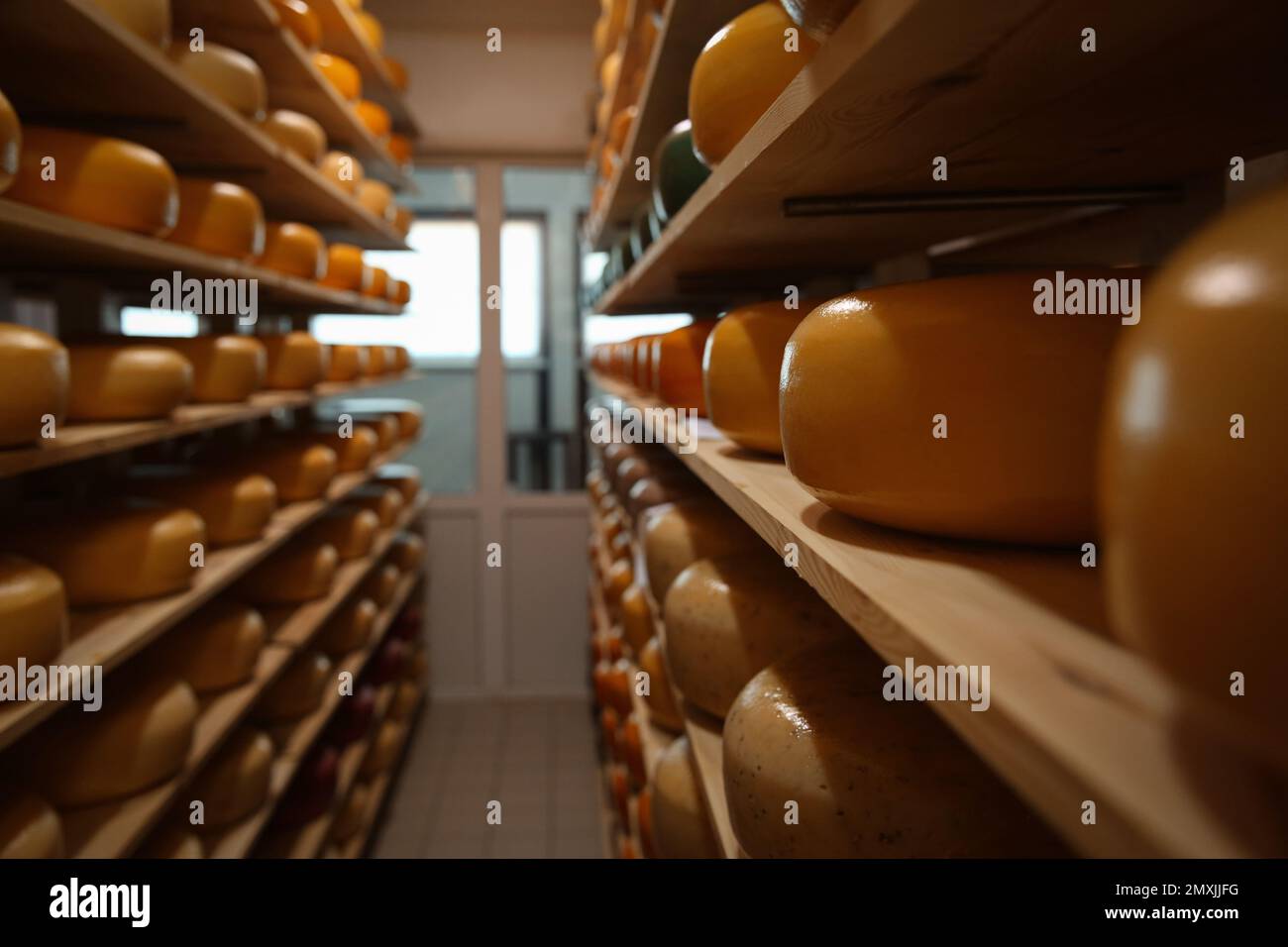 Fresh cheese heads on rack in factory warehouse Stock Photo - Alamy