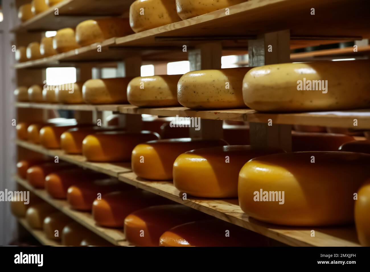 Fresh cheese heads on rack in factory warehouse Stock Photo - Alamy