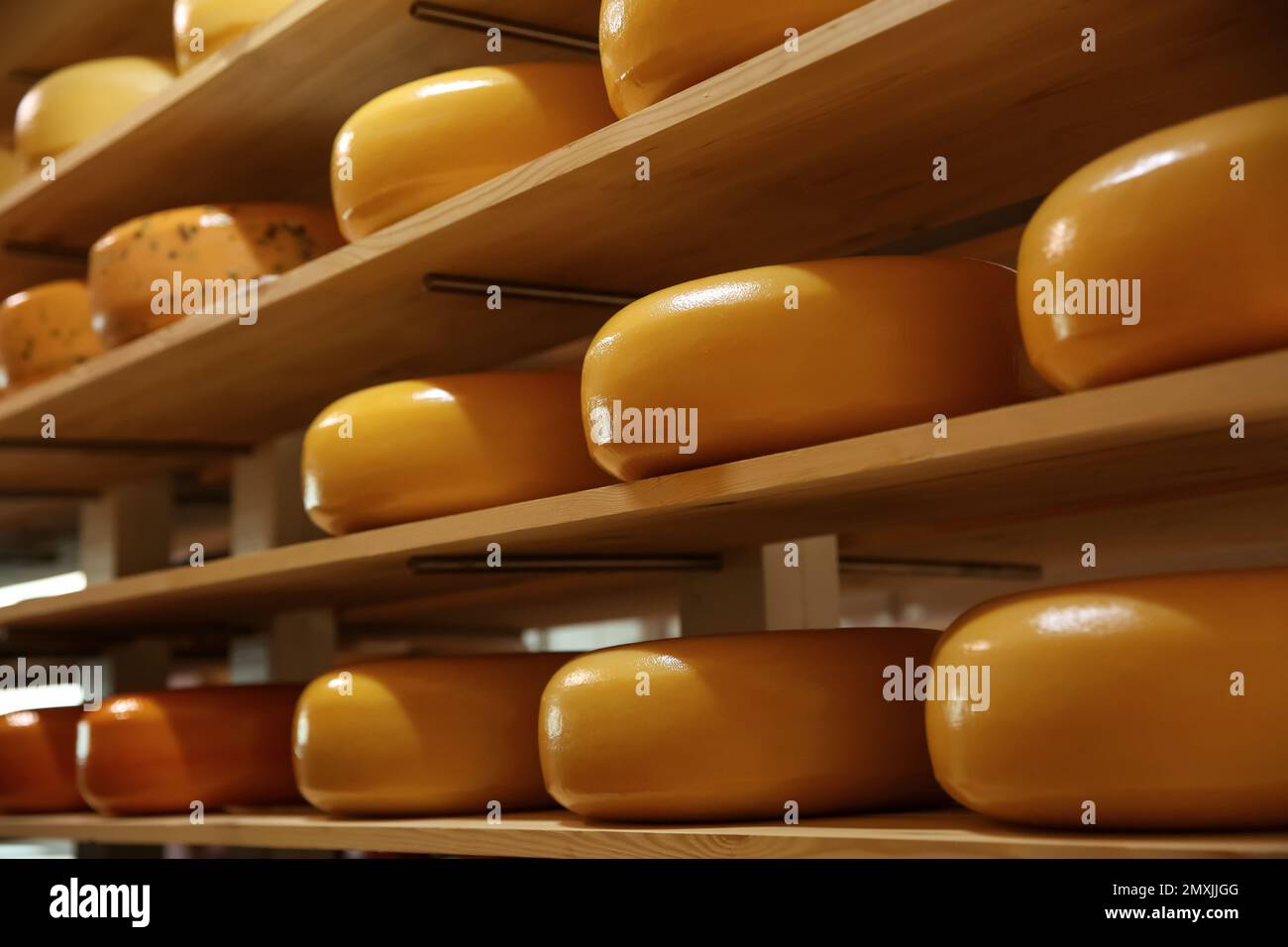 Fresh cheese heads on rack in factory warehouse Stock Photo - Alamy