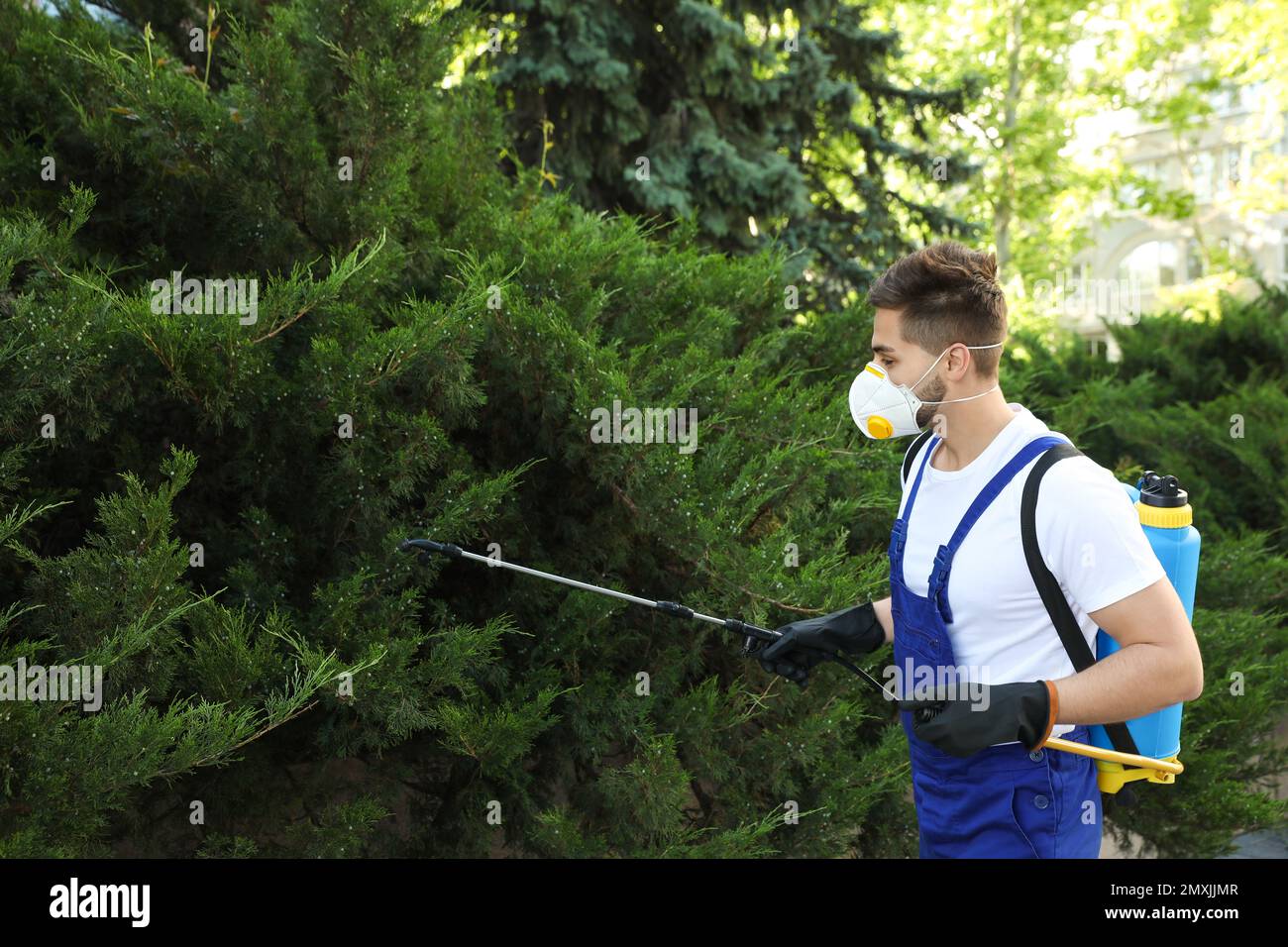 Worker spraying pesticide onto green bush outdoors. Pest control Stock ...