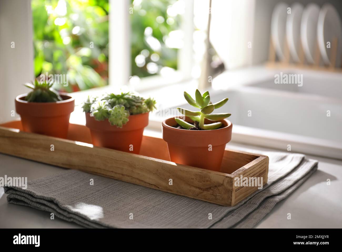 Beautiful echeverias on kitchen counter indoors. Succulent plants Stock ...