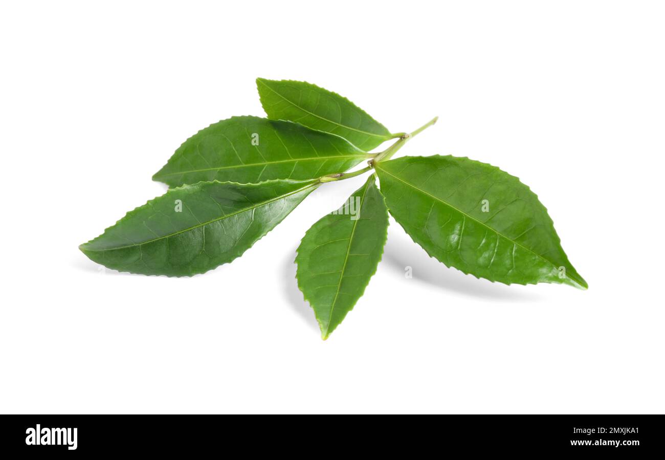 Green leaves of tea plant isolated on white Stock Photo - Alamy