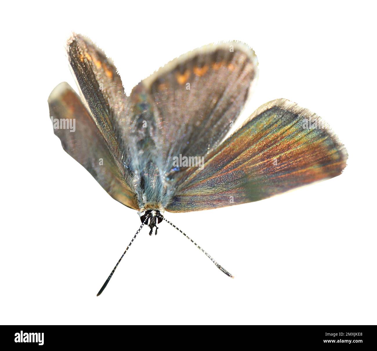 Beautiful bright butterfly flying on white background Stock Photo - Alamy