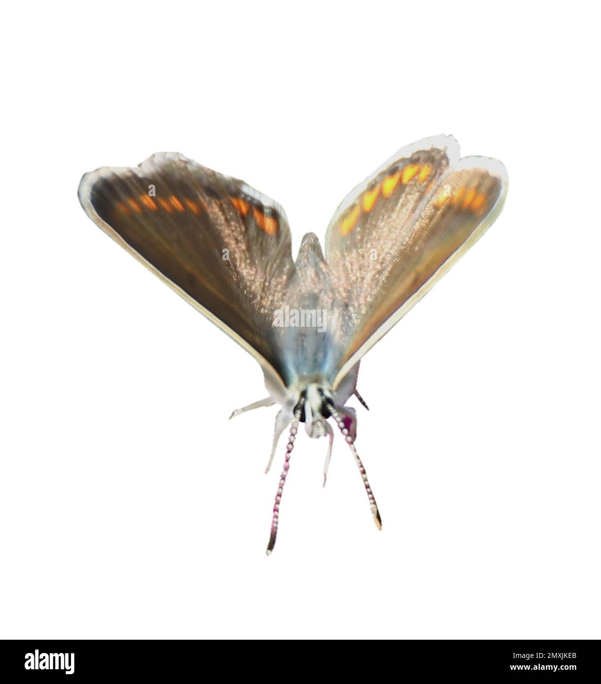 Beautiful bright butterfly flying on white background Stock Photo - Alamy