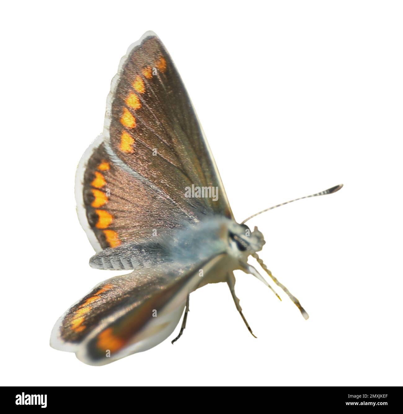 Beautiful bright butterfly flying on white background Stock Photo - Alamy
