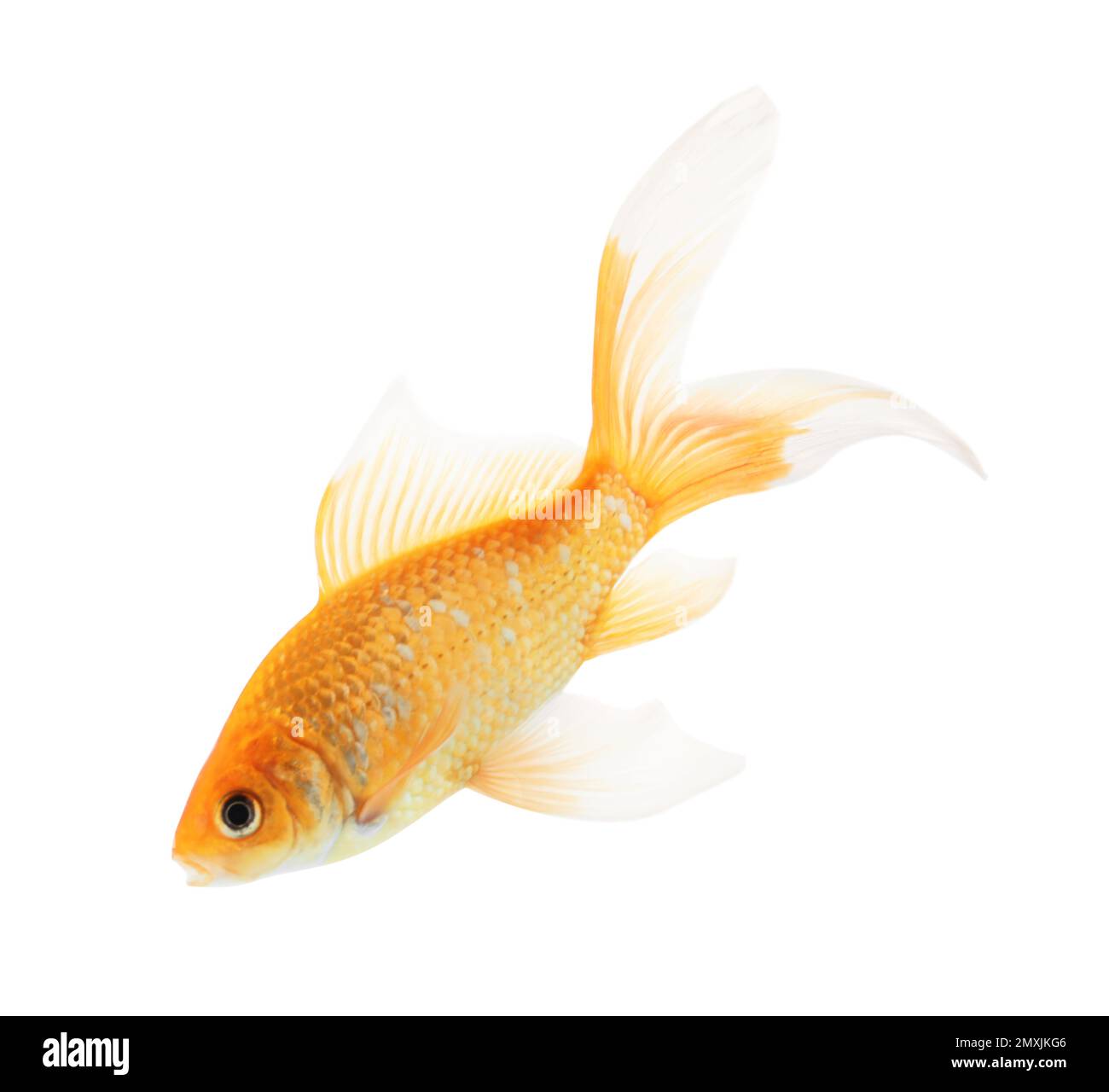 Beautiful bright small goldfish isolated on white Stock Photo - Alamy