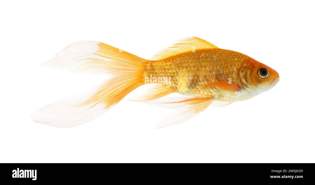 Beautiful bright small goldfish isolated on white Stock Photo - Alamy