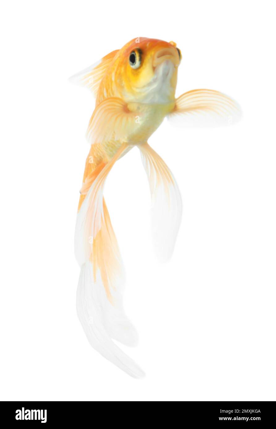 Beautiful bright small goldfish isolated on white Stock Photo - Alamy