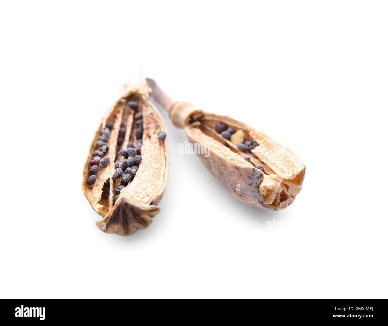 Dry poppy head with seeds on white background Stock Photo - Alamy