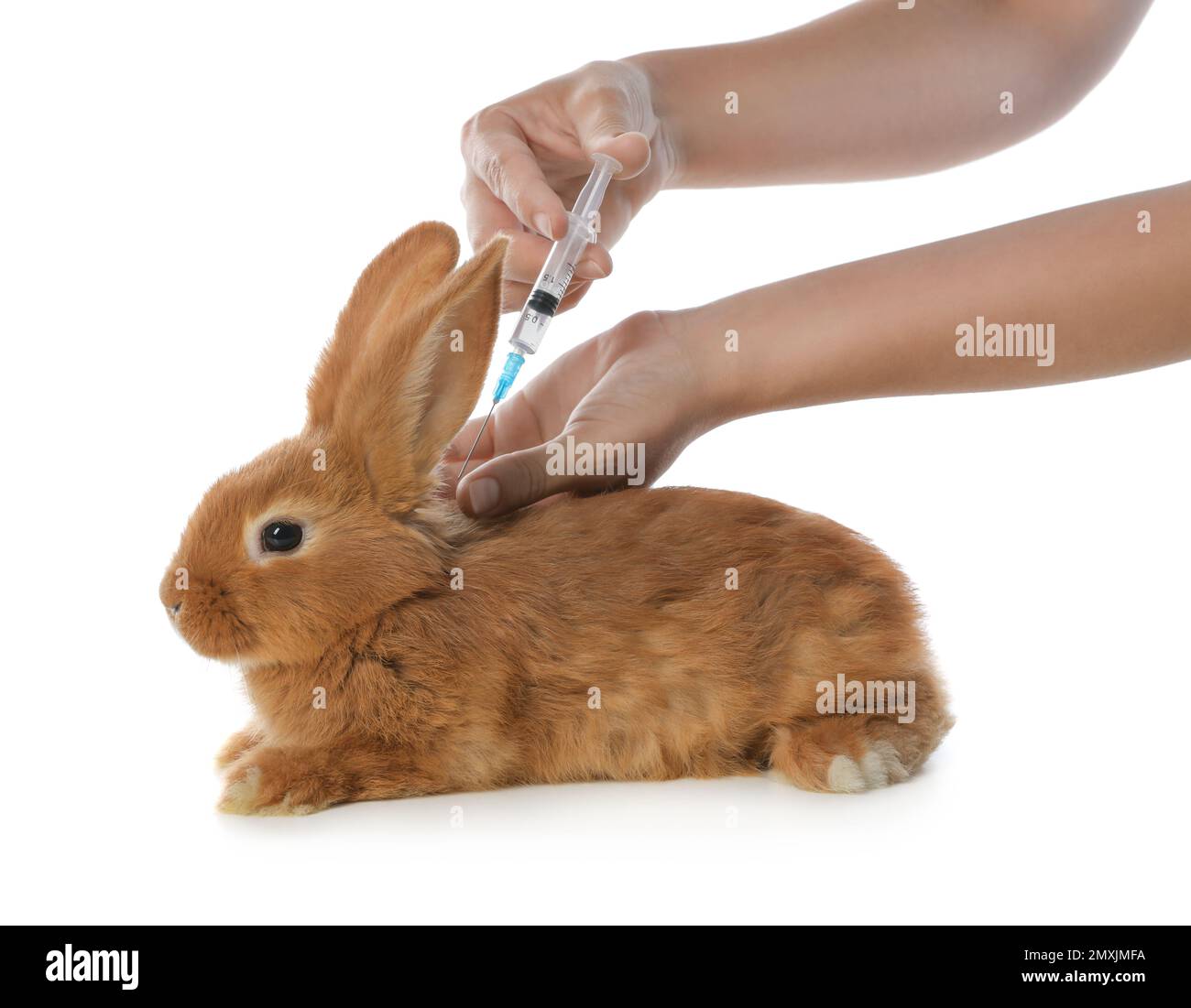 Vet examining bunny rabbit Cut Out Stock Images & Pictures - Alamy