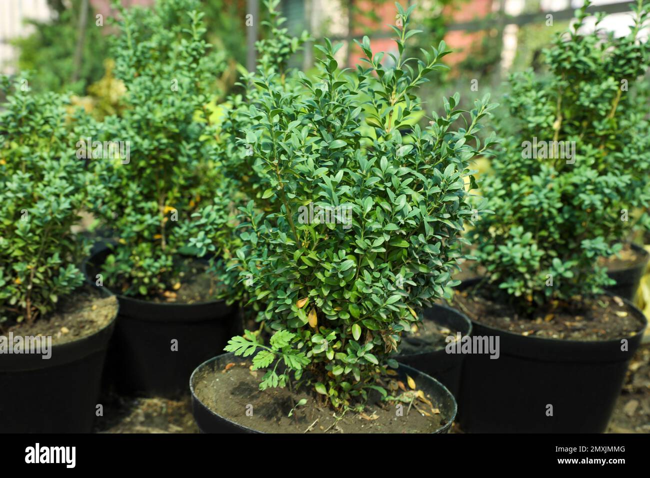 Potted trees in greenhouse, closeup. Planting and gardening Stock Photo ...
