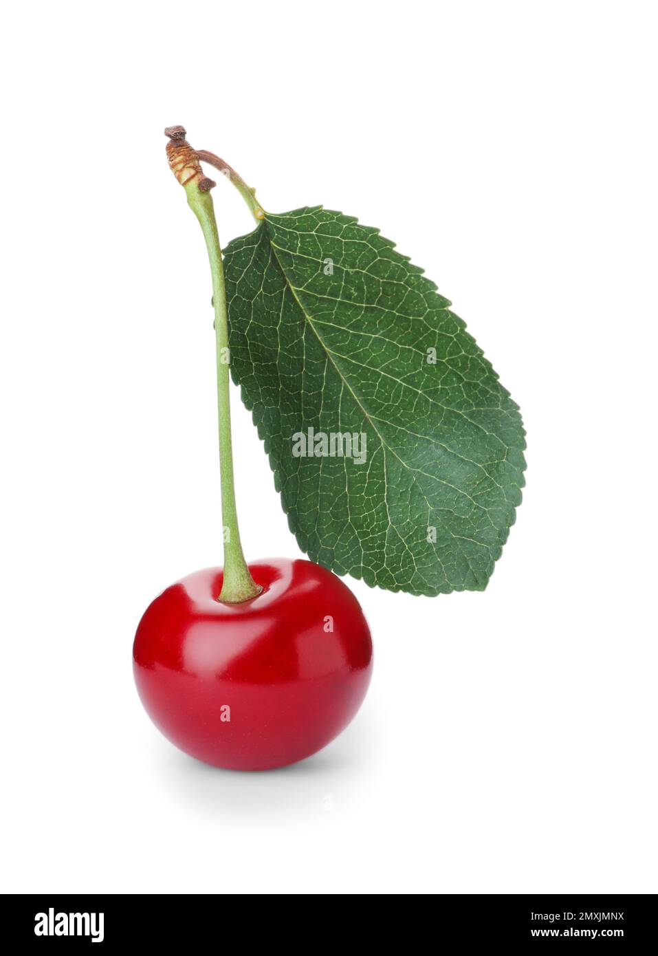 Sweet red juicy cherry with leaf isolated on white Stock Photo - Alamy