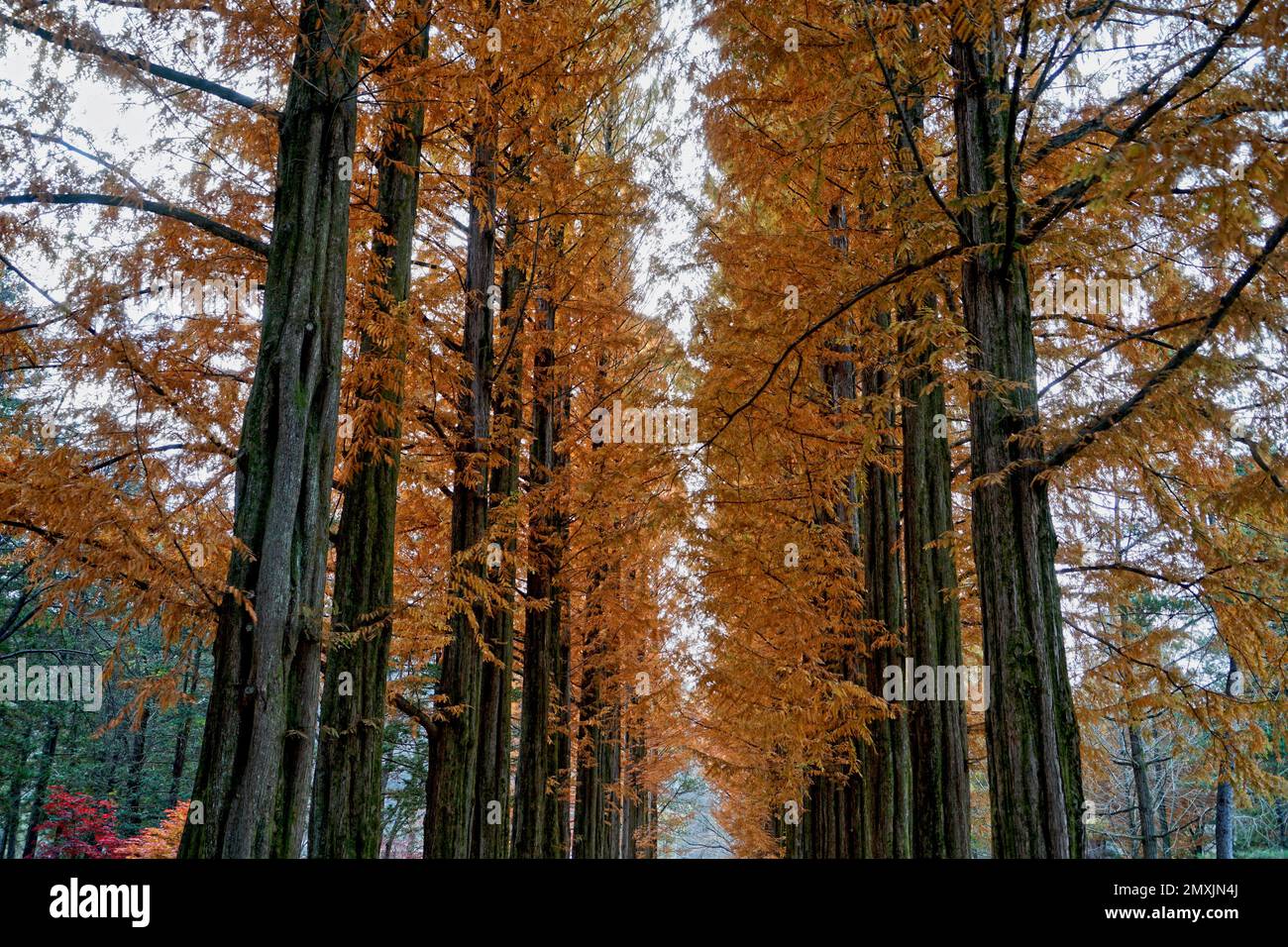 Nami island korea hi-res stock photography and images - Alamy