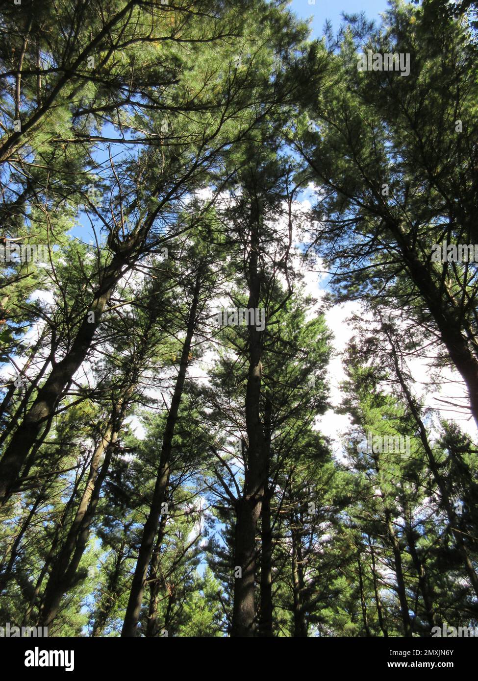 This Sept. 26, 2016 photo shows the sky through a stand of evergreen ...