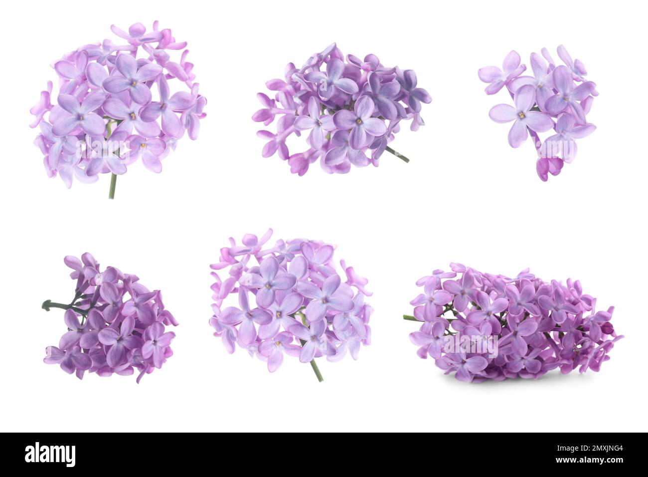 Set of fragrant lilac flowers on white background, banner design Stock ...