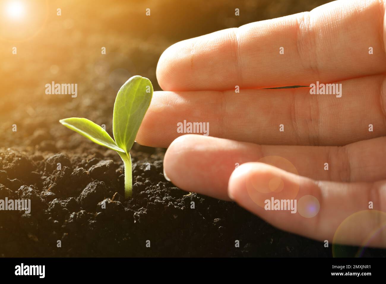 Woman with young vegetable plant grown from seed in soil, closeup Stock ...