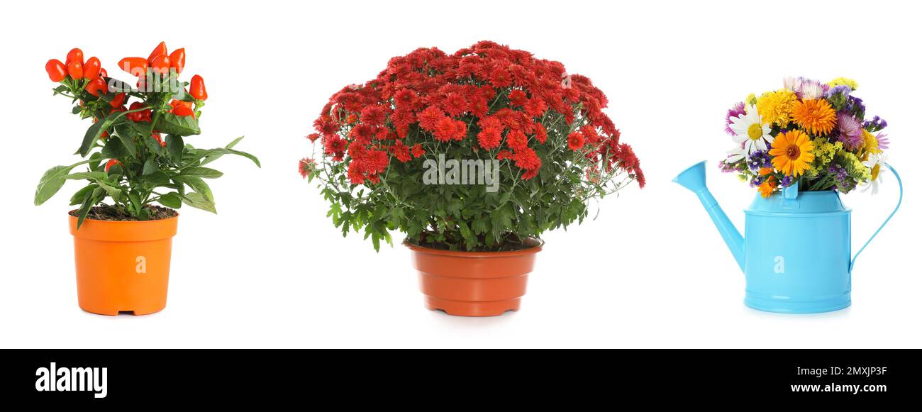 Set of different blooming plants in flower pots on white background ...