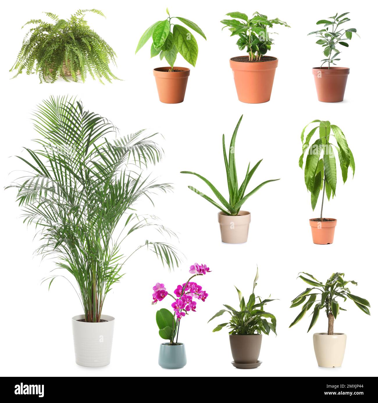 Set of different houseplants in flower pots on white background Stock ...