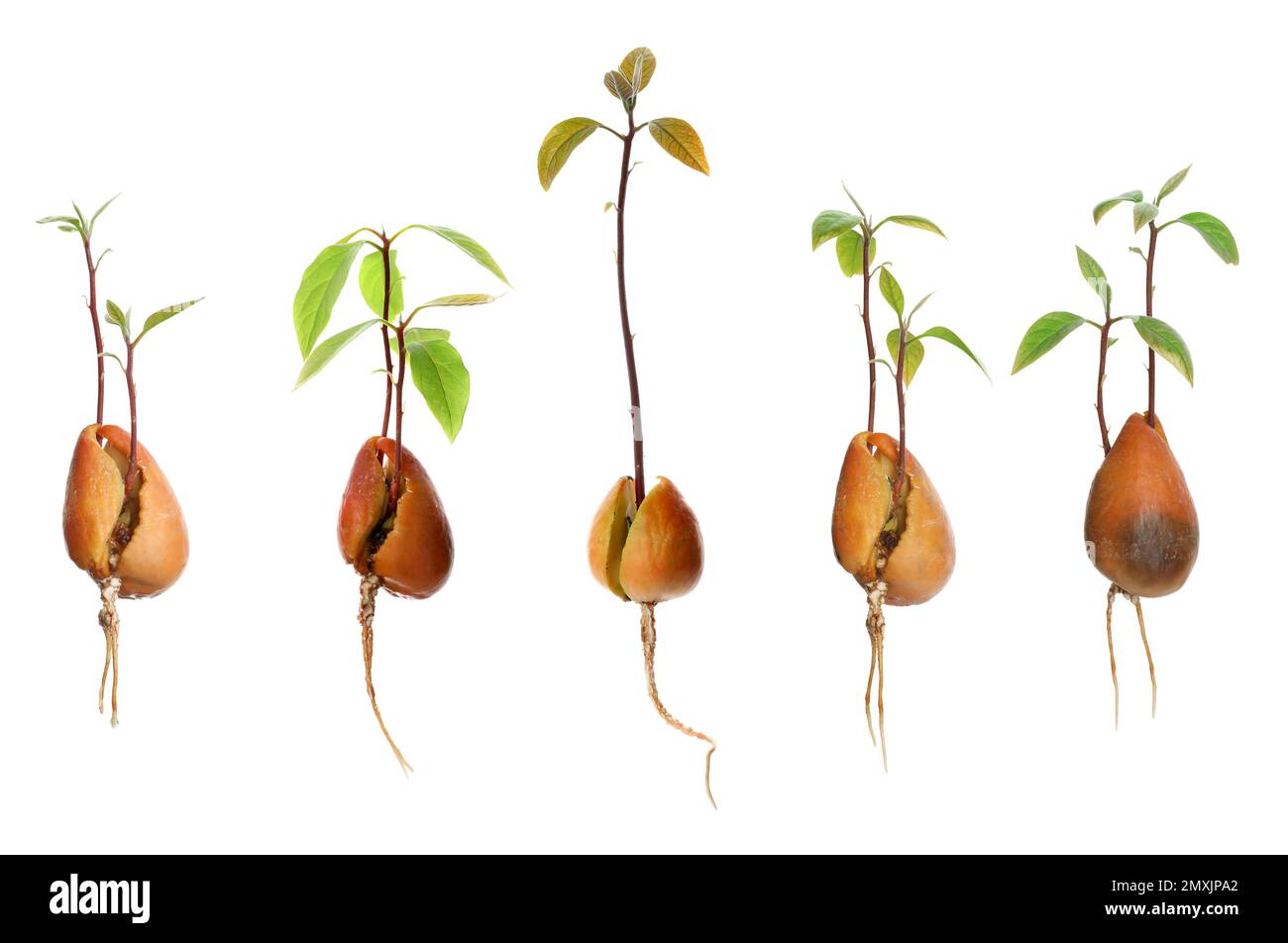Set of avocado pits with sprouts on white background Stock Photo - Alamy