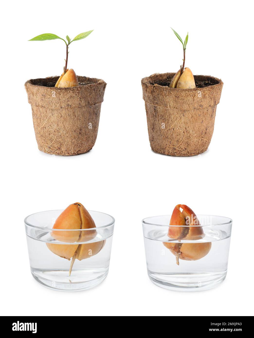 Collage with process of avocado growing on white background Stock Photo ...