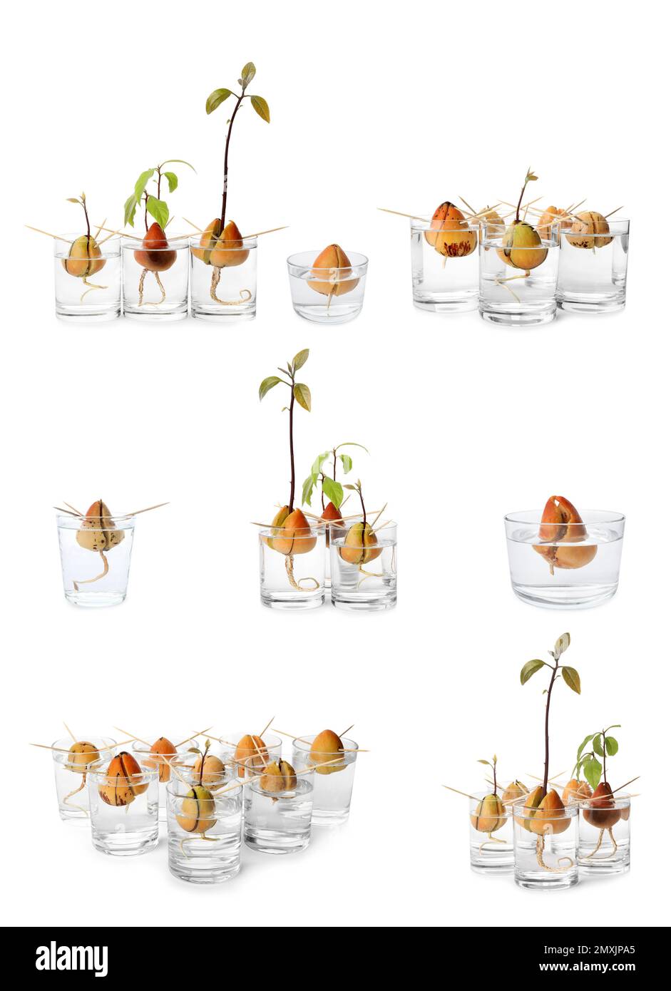 Set of avocado pits with sprouts on white background Stock Photo - Alamy