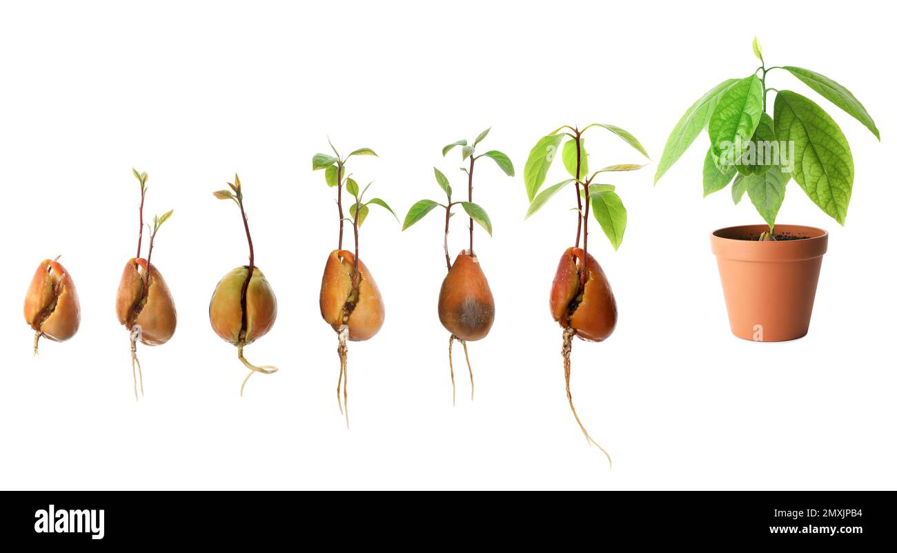 Collage with process of avocado growing on white background, banner ...