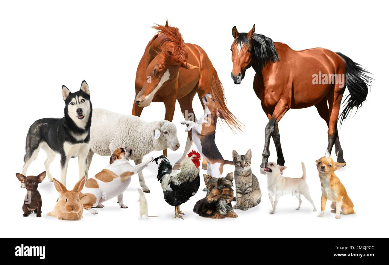 Collage with horses and other pets on white background Stock Photo - Alamy