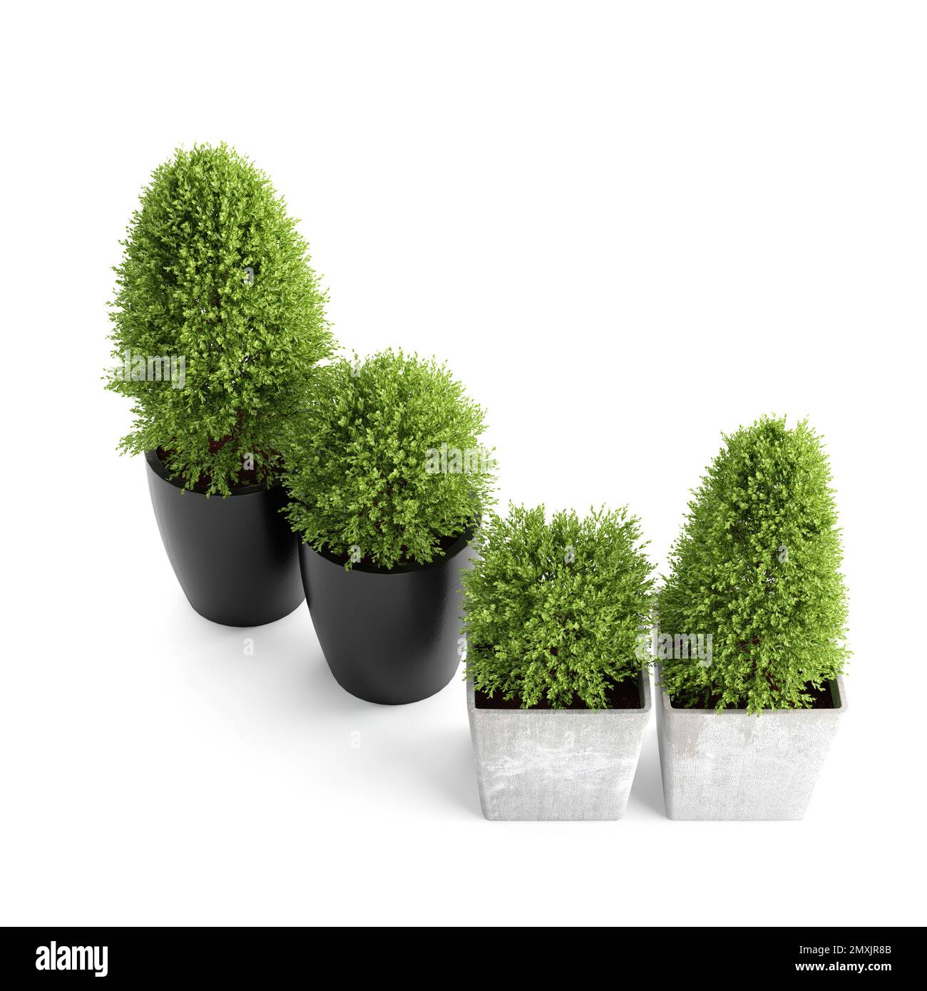 Various types plants on Cut Out Stock Images & Pictures - Alamy
