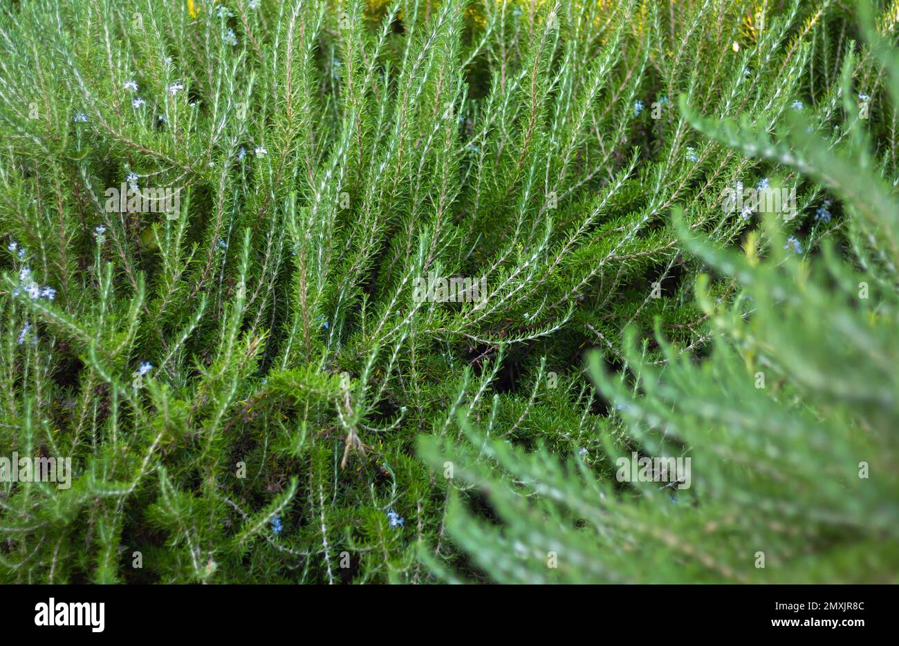 Fresh organic rosemary bush grows outdoors. Aromatic and medicinal ...