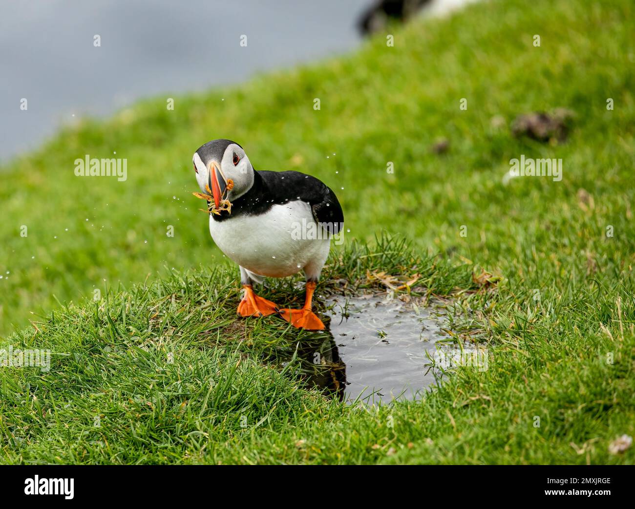 The cute Atlantic puffin (Fratercula arctica) drinking water from a ...