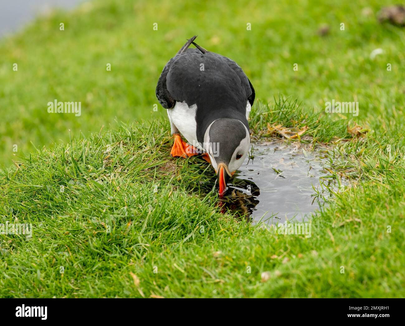 The cute Atlantic puffin (Fratercula arctica) drinking water from a ...