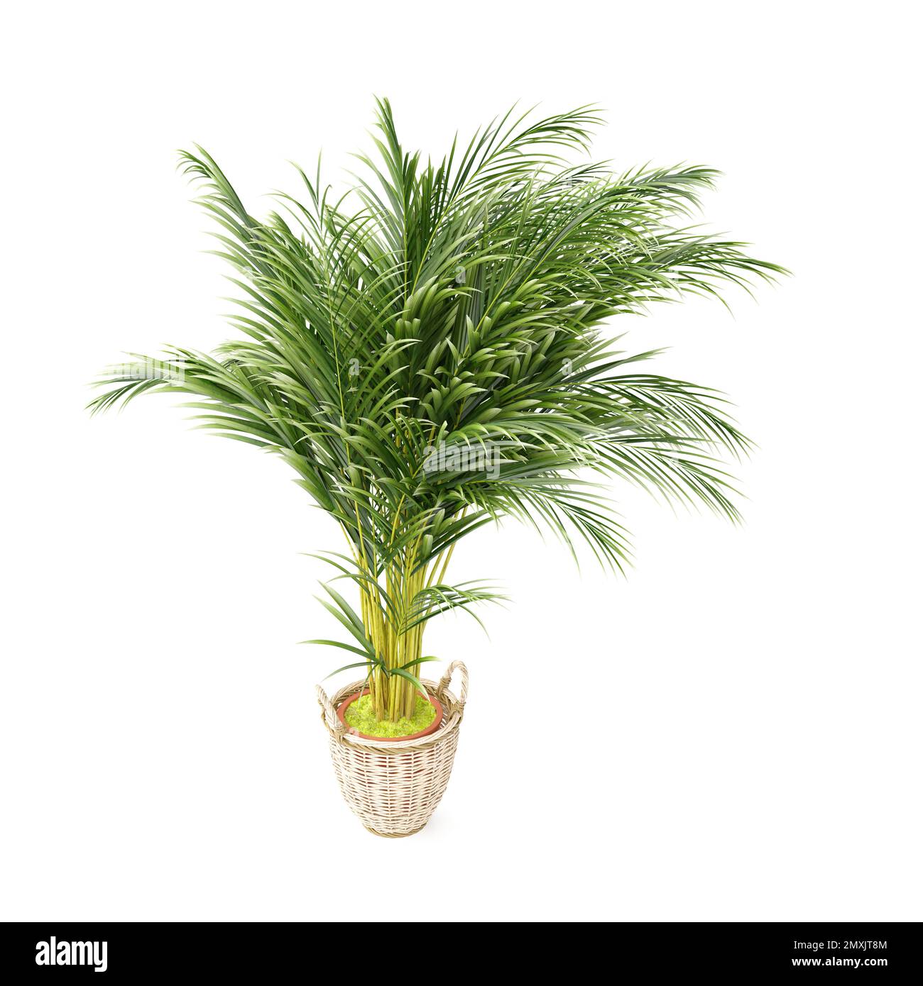 A vase with green plant isolated on white background Stock Photo - Alamy