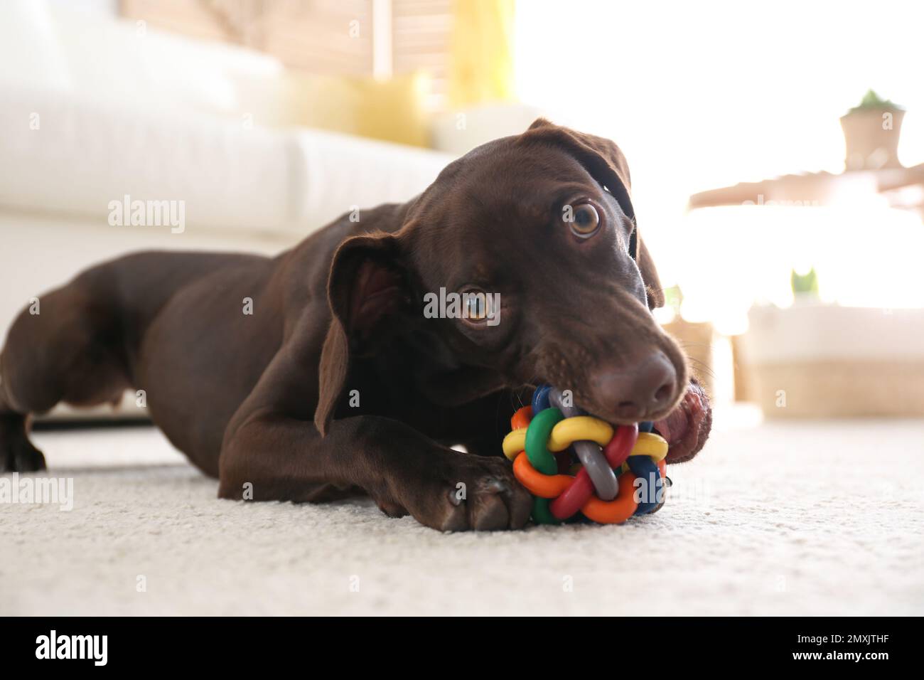 Cute German Shorthaired Pointer dog playing with toy at home Stock ...