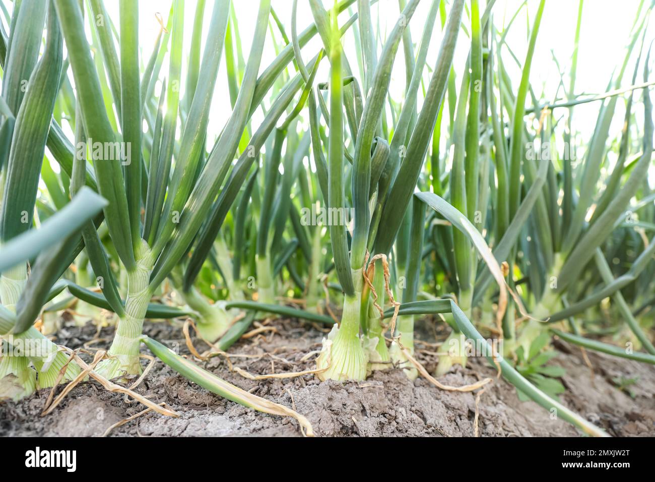 Green onion growing in hi-res stock photography and images - Alamy