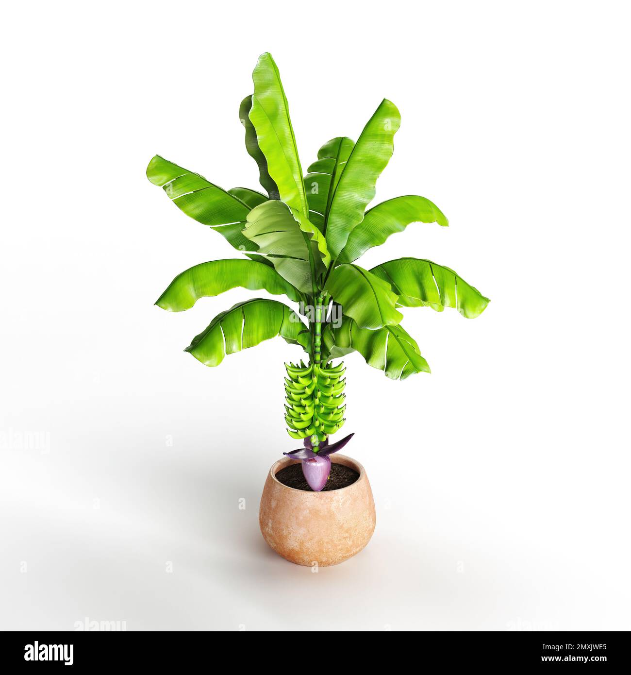 A vase with green plant isolated on white background Stock Photo - Alamy