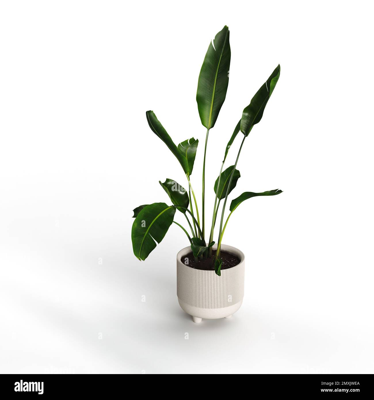 A vase with green plant isolated on white background Stock Photo - Alamy