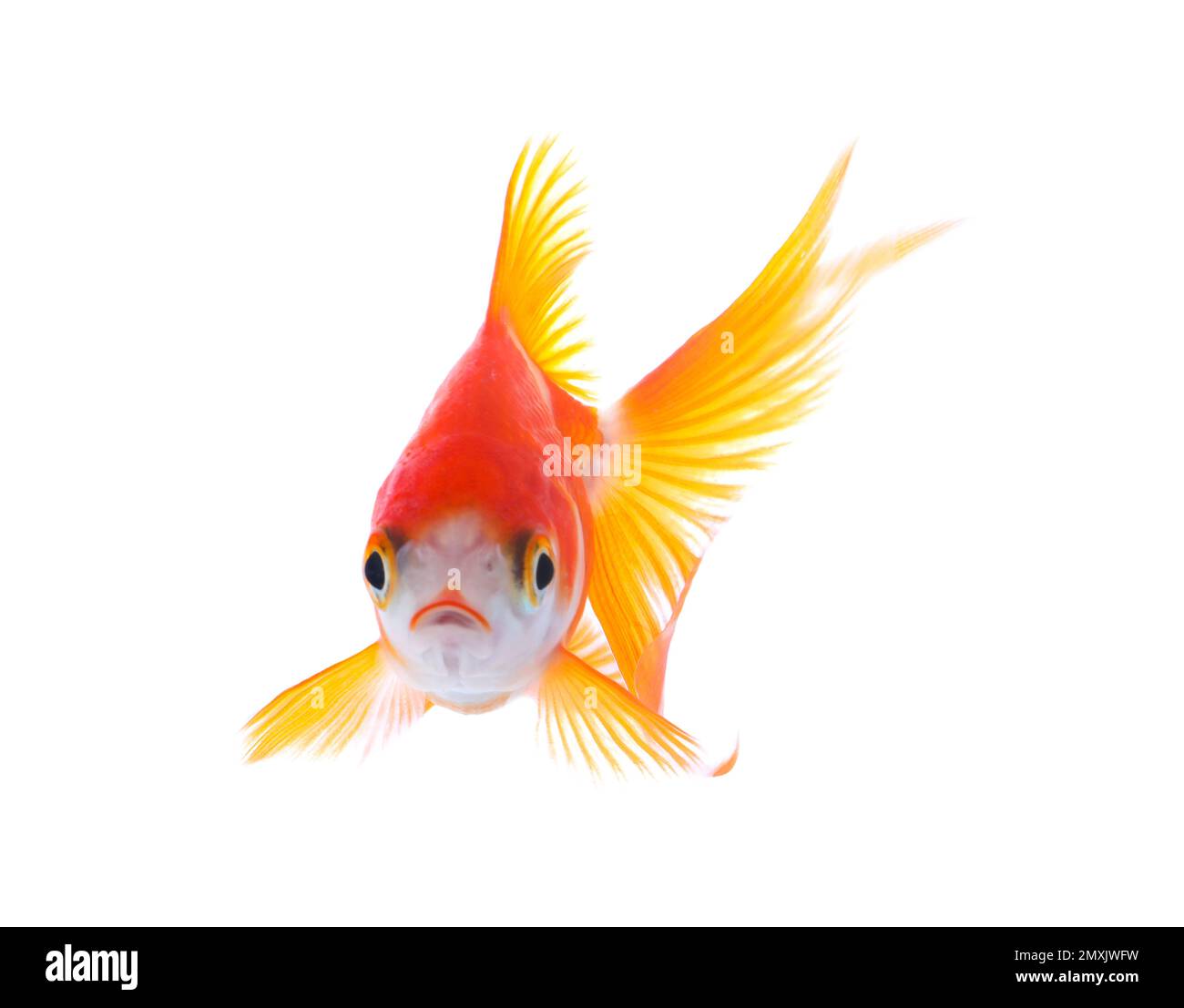 Beautiful bright small goldfish isolated on white Stock Photo - Alamy