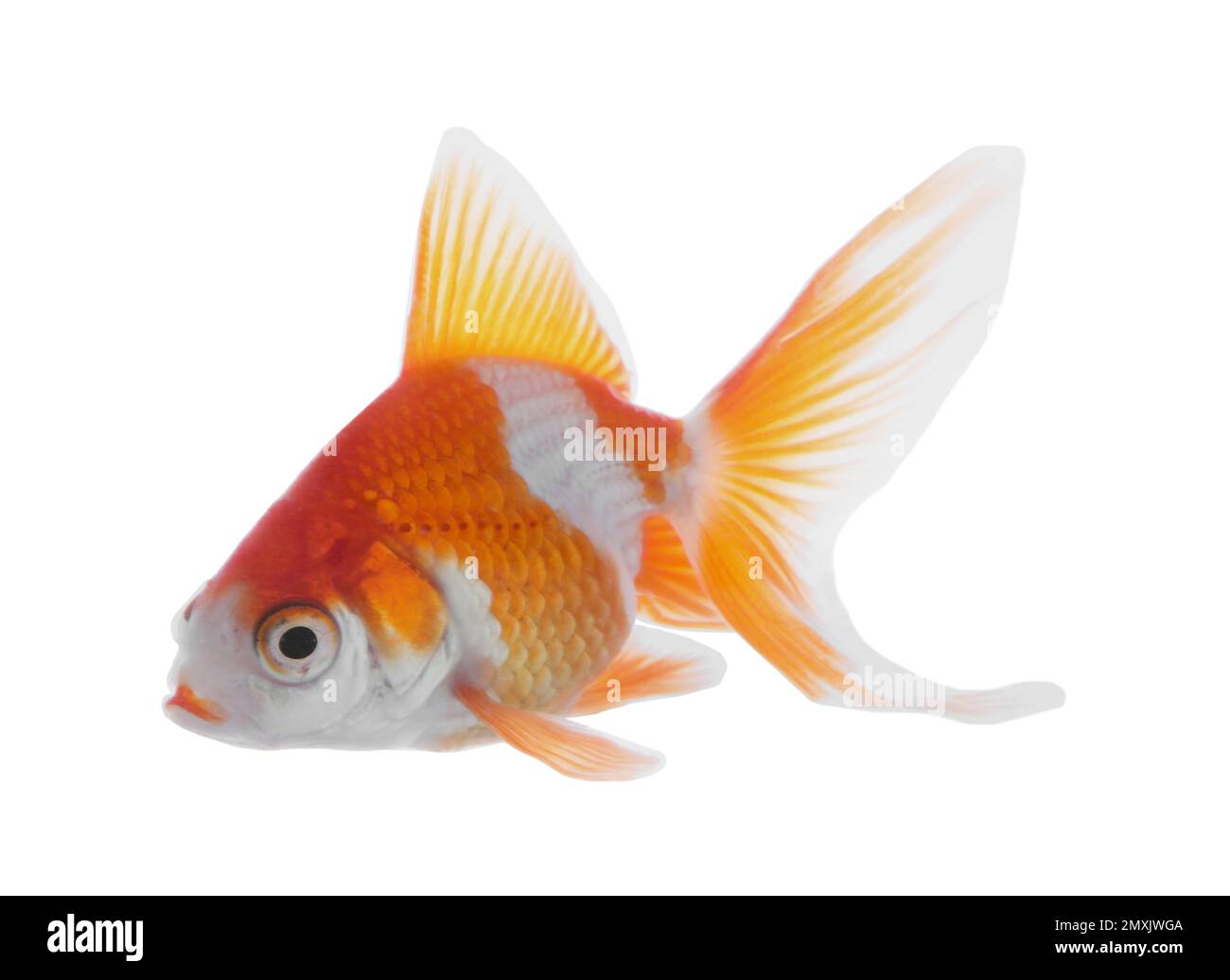 Beautiful bright small goldfish isolated on white Stock Photo - Alamy
