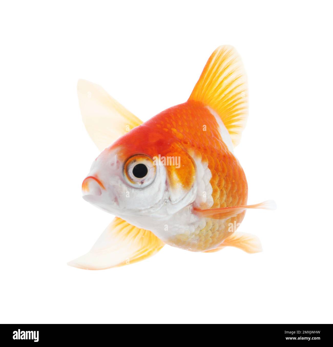 Beautiful bright small goldfish isolated on white Stock Photo - Alamy