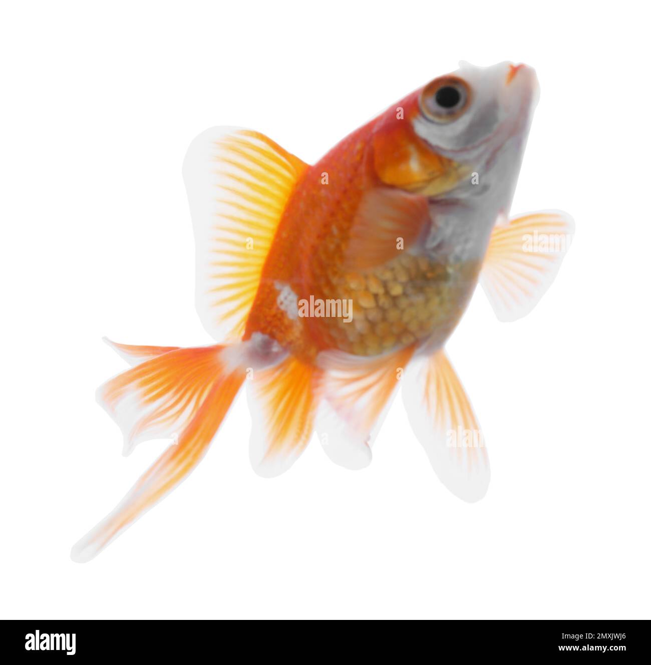 Beautiful bright small goldfish isolated on white Stock Photo - Alamy