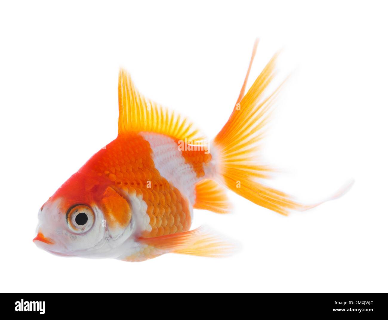 Beautiful bright small goldfish isolated on white Stock Photo - Alamy