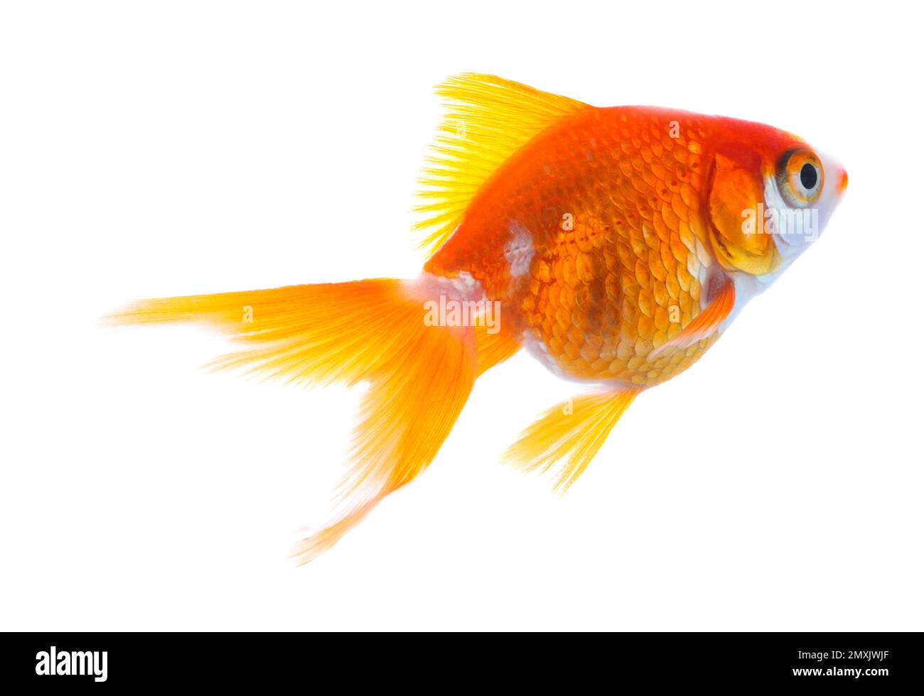 Beautiful bright small goldfish isolated on white Stock Photo - Alamy