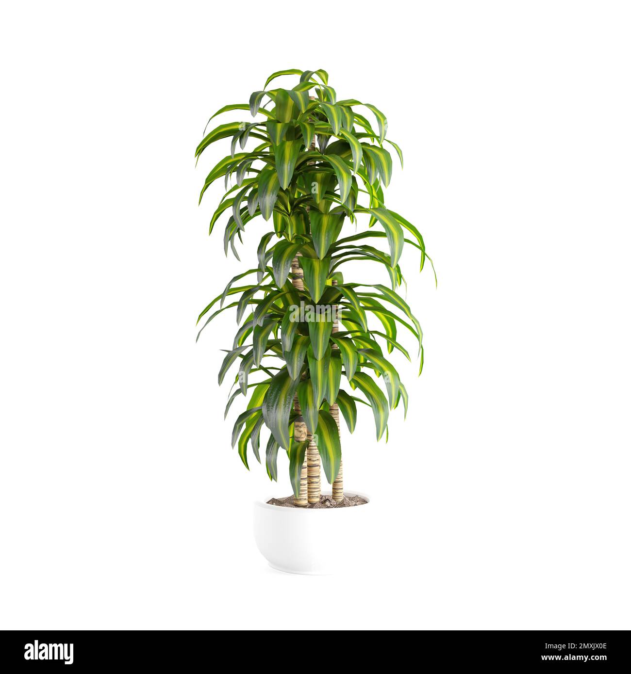 A 3d rendering of a Dracaena massangeana plant isolated on white ...