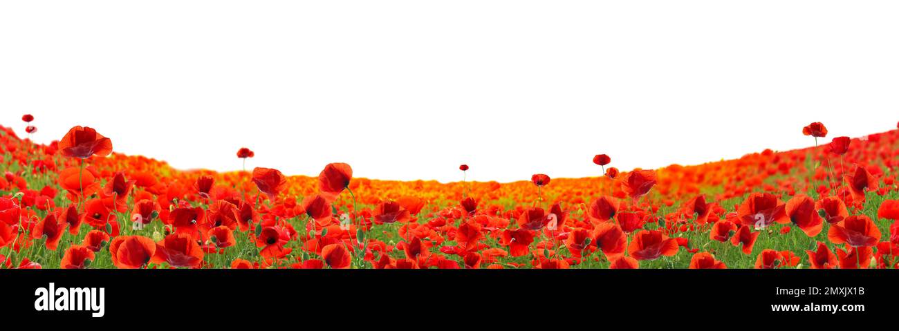 Beautiful red poppy flowers growing in field on white background ...
