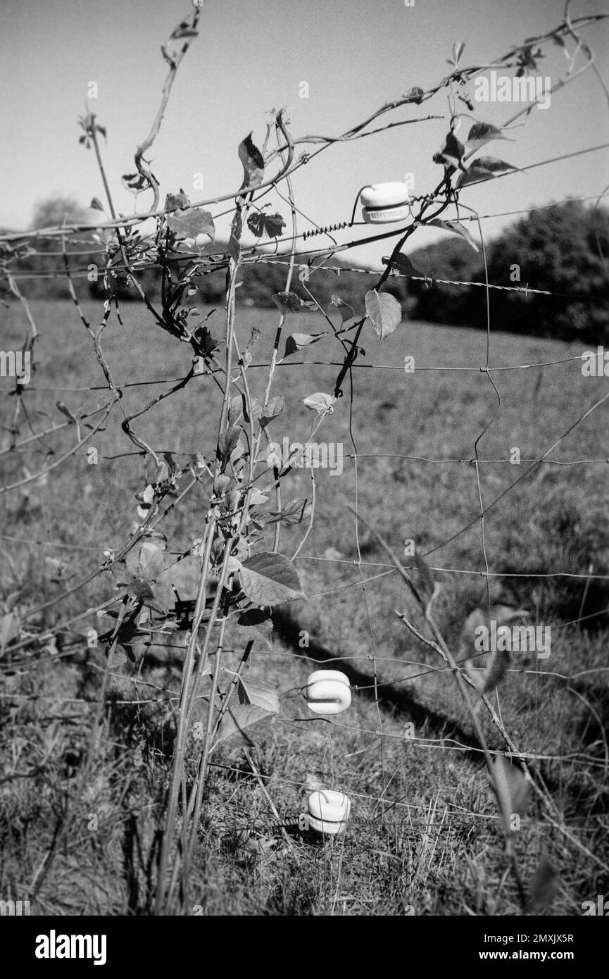 Vines Growing Through And Around Electric Fence Insulators In A Pasture Image Was Captured On