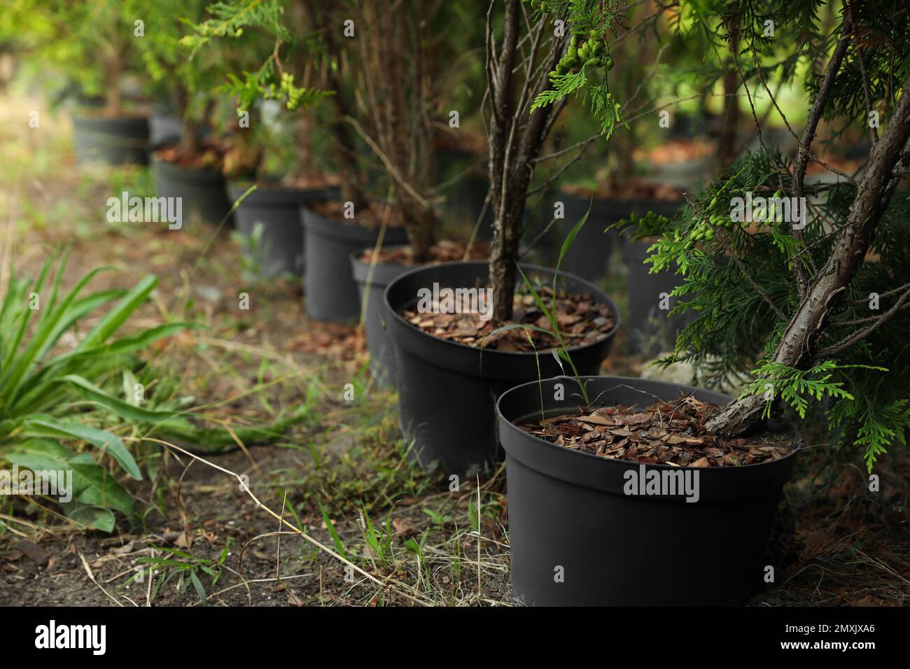 Thuja trees in pots. Planting and gardening Stock Photo - Alamy