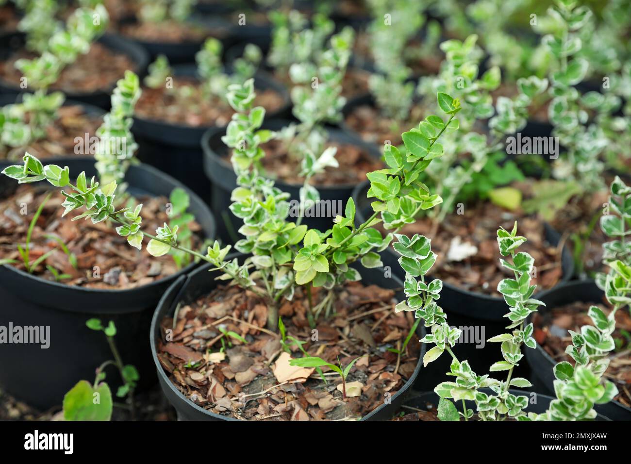 Green tree seedlings in pots, closeup. Planting and gardening Stock ...