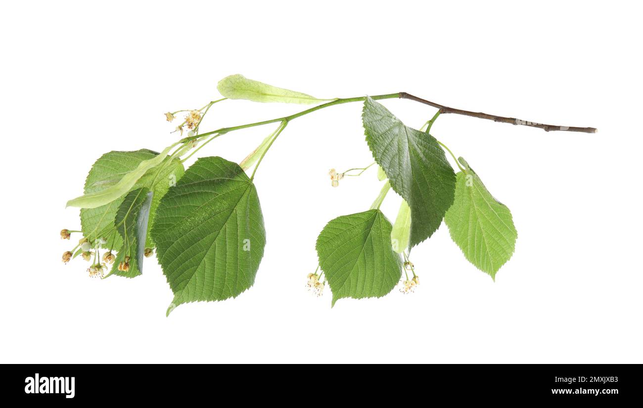 Branch of linden tree with young fresh green leaves and blossom ...